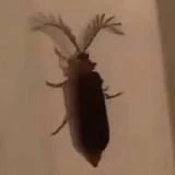 Eyelash Bug | Floptok Wiki | Fandom