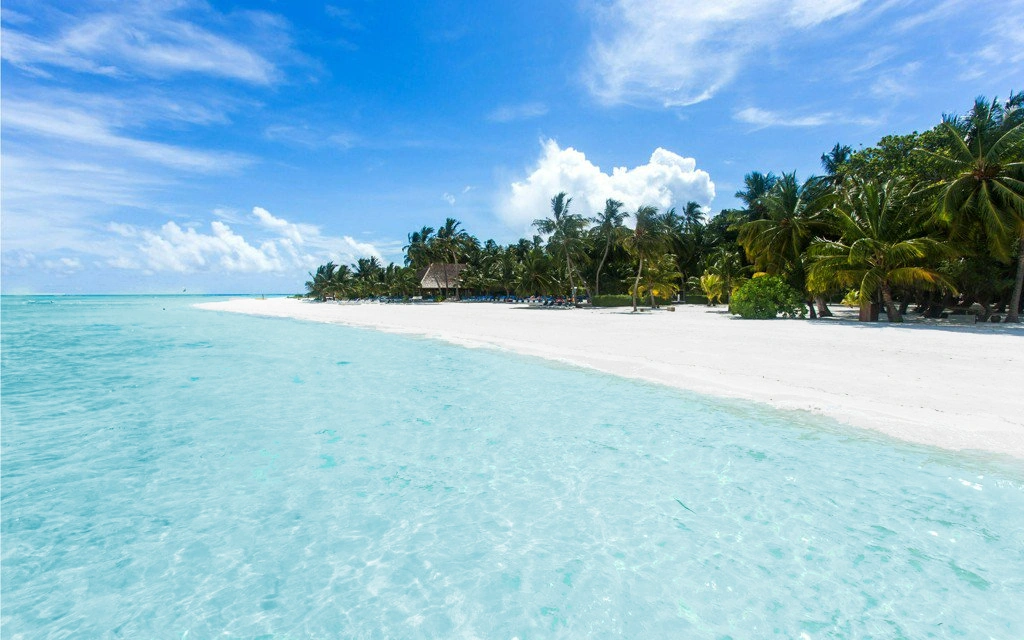 Papi White Deek Beach | Floptok Wiki | Fandom
