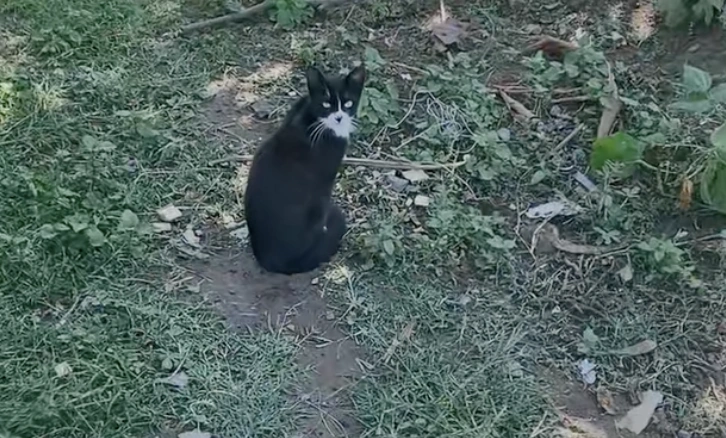 Black Poosay | Floptok Wiki | Fandom