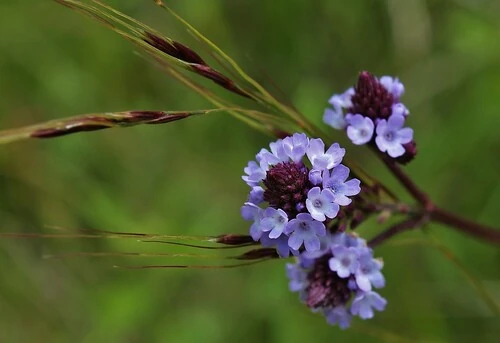 Verbena litoralis | Wiki Florapedia (Plantas y Flores) | Fandom