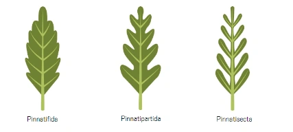 Grado de División de una Hoja | Wiki Florapedia (Plantas y Flores) | Fandom