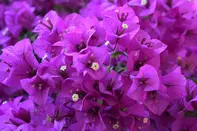 Bugambilia | Wiki Florapedia (Plantas y Flores) | Fandom