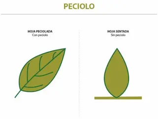Hojas | Wiki Florapedia (Plantas y Flores) | Fandom