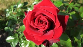 Rosa | Wiki Florapedia (Plantas y Flores) | Fandom
