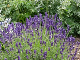 Lavanda | Wiki Florapedia (Plantas y Flores) | Fandom