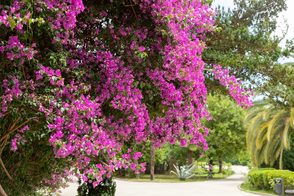 Bugambilia | Wiki Florapedia (Plantas y Flores) | Fandom