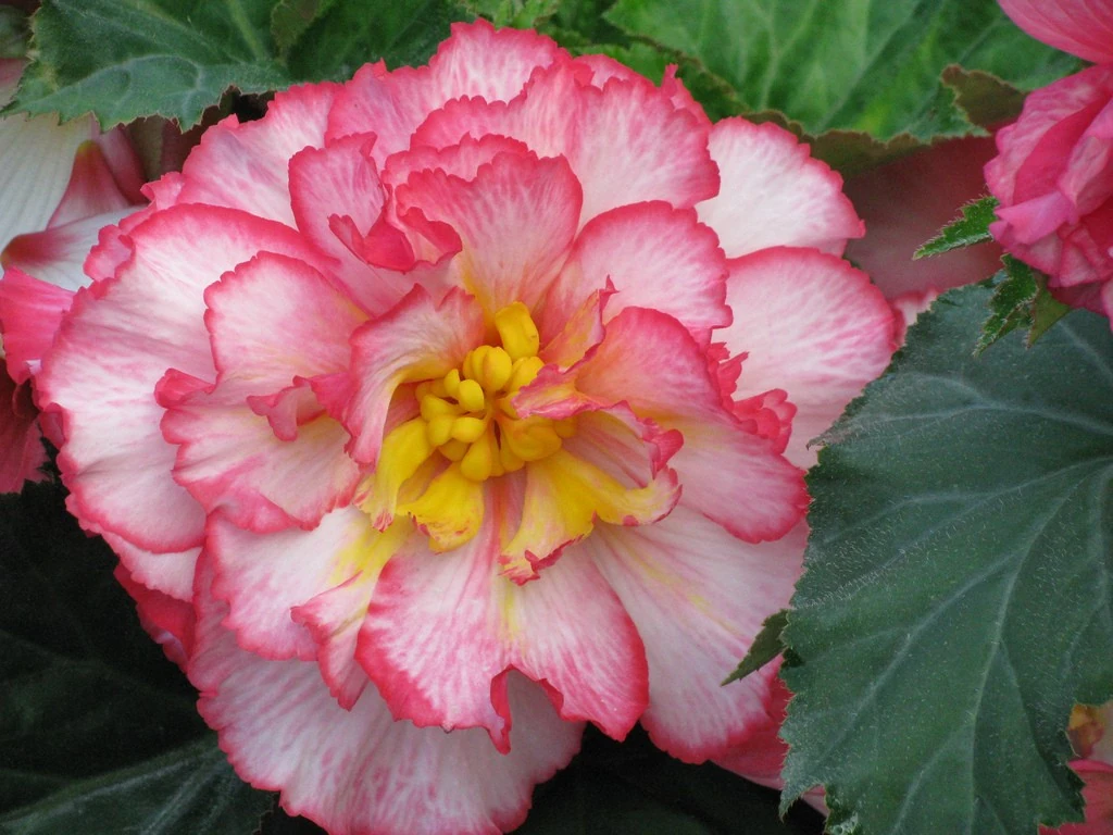 Begonia | Floriculture Wiki | Fandom