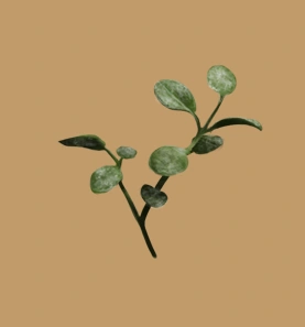 Dittany | Florielsand School of Witchcraft and Wizardry Wikia | Fandom