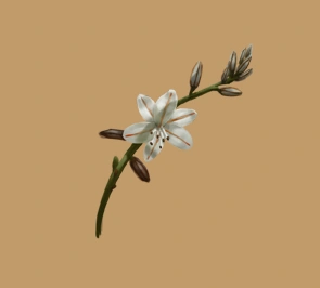 Asphodel Flower Drawing