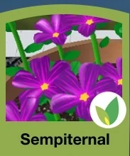 Sempiternal | Flower Garden Wiki | Fandom