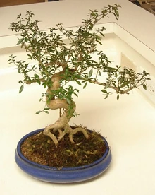 Tree of a Thousand Stars | Flower Knight Girl Wikia | Fandom