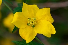 Kerria | Flower Knight Girl Wikia | Fandom