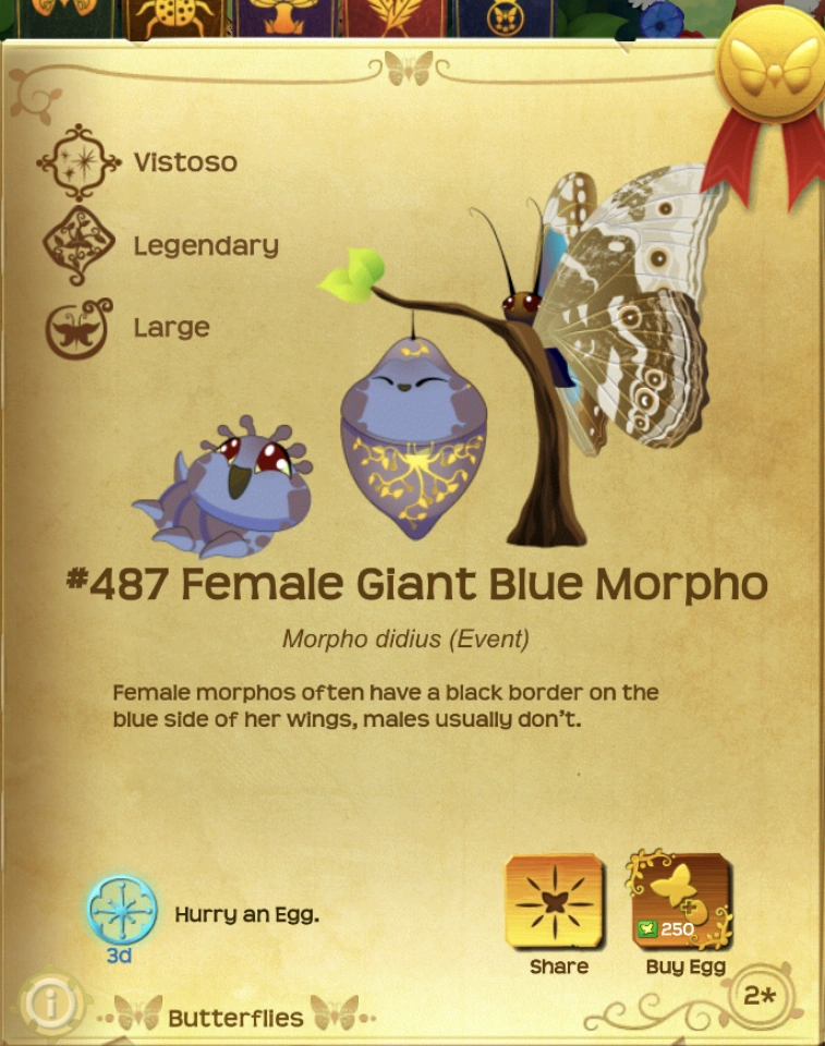 Female Giant Blue Morpho | Flutter Butterfly Sanctuary Wiki | Fandom