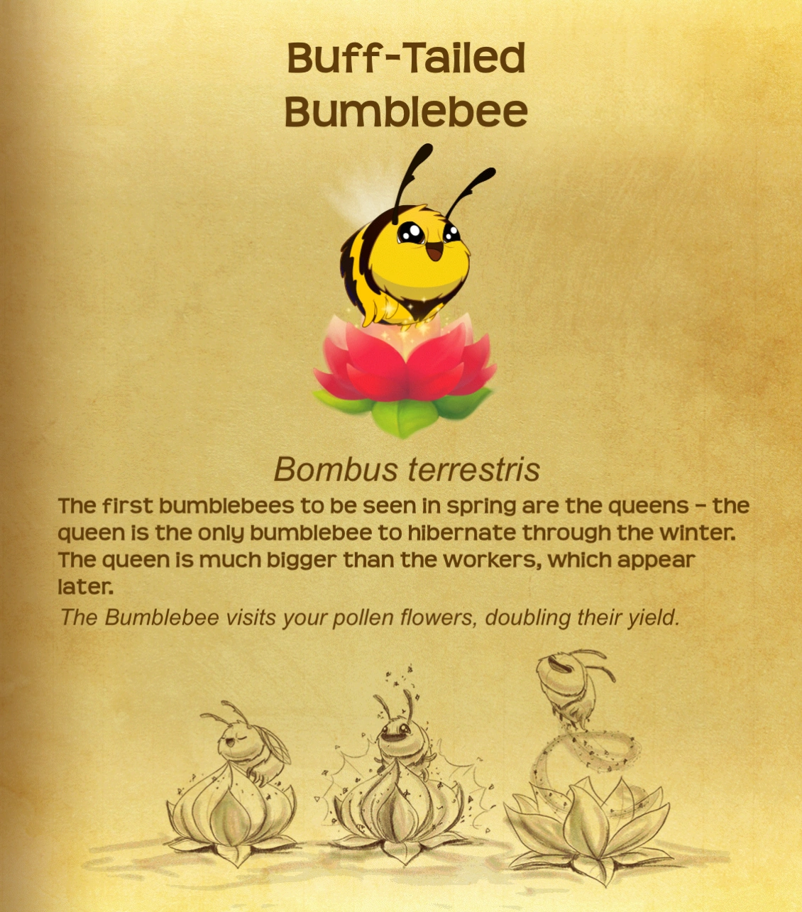 Buff-Tailed Bumblebee | Flutter Butterfly Sanctuary Wiki | Fandom