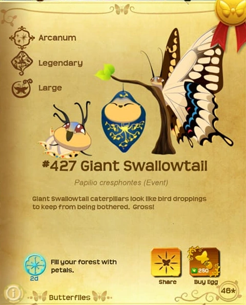 Giant Swallowtail | Flutter Butterfly Sanctuary Wiki | Fandom