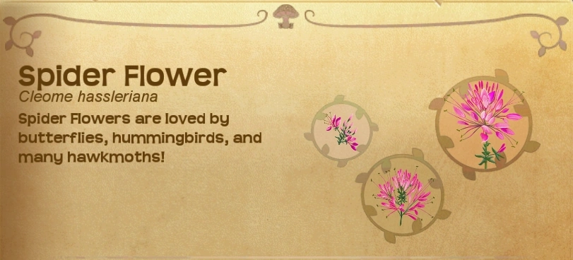 Spider Flower | Flutter: Starlight Wikia | Fandom
