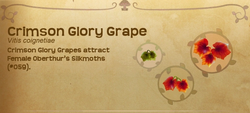 Crimson Glory Grape | Flutter: Starlight Wikia | Fandom