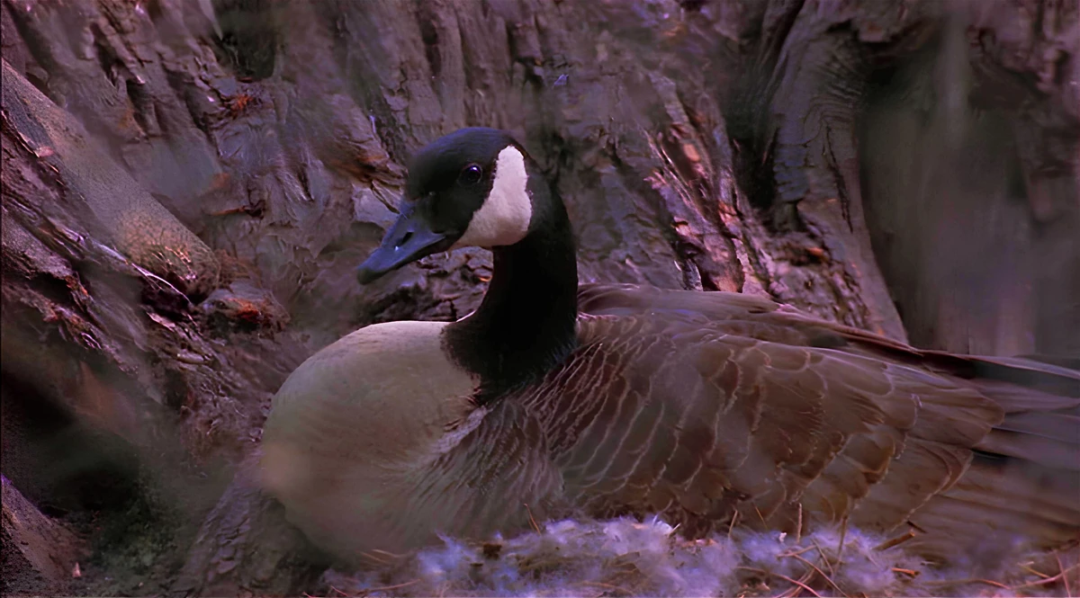 Canada Goose | Fly Away Home Wiki | Fandom