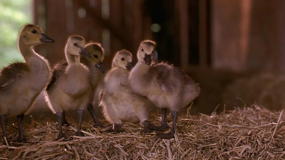Fluffy | Fly Away Home Wiki | Fandom