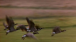 Fly Away Home | Fly Away Home Wiki | Fandom