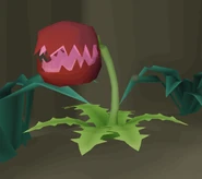 Snapper (Carnivorous Plant) | FlyKnight Wiki | Fandom