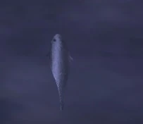 Fish | Fly Like a Bird 3 Wiki | Fandom