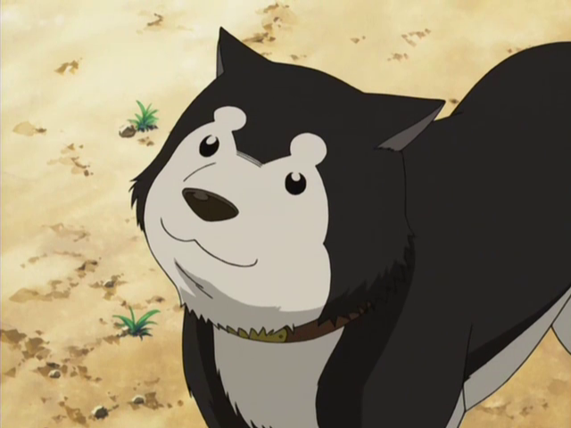 Black Hayate | Wiki Fullmetal Alchemist | Fandom