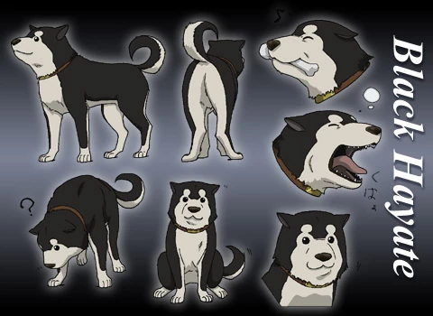 Black Hayate | Full Metal Alchemist Wiki | Fandom