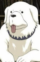 Alexander | Fullmetal Alchemist Wiki | Fandom