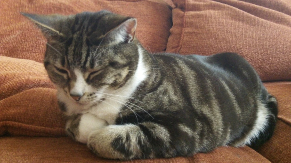 FMC 009 | FMC Wiki | Fandom