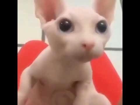 Bingus/Bingus Ultra | Five Nights At Freddys Roleplay Wiki | Fandom