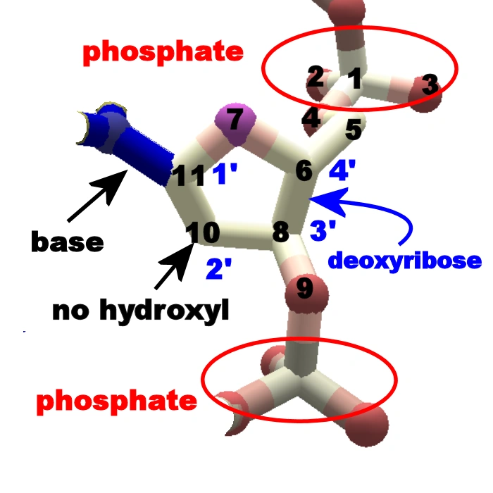 Deoxyribose In Dna Model