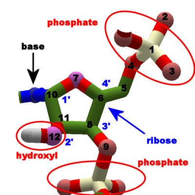RNA backbone | Foldit Wiki | Fandom