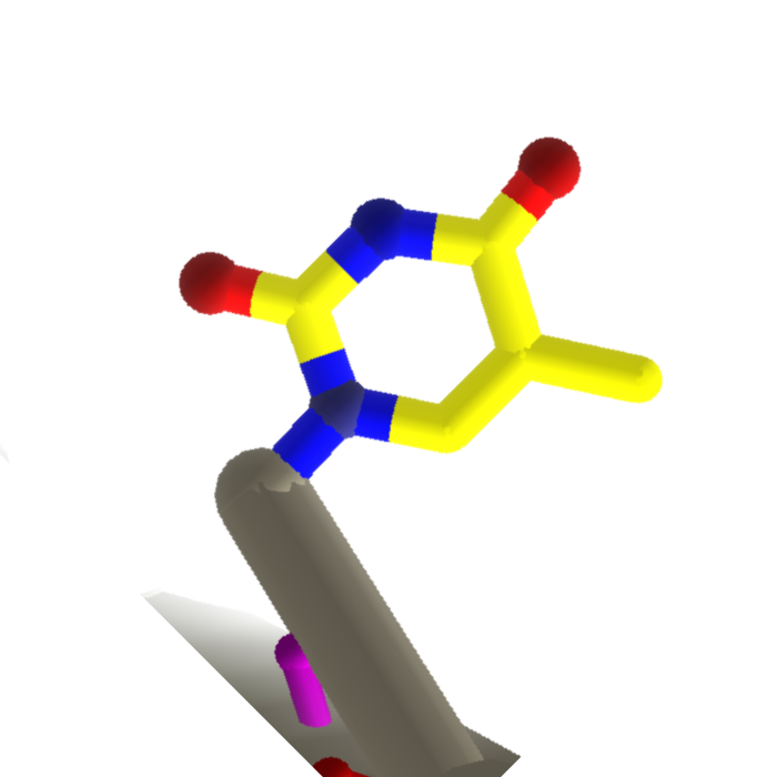 Thymine | Foldit Wiki | Fandom Thymine | Foldit Wiki | Fandom