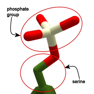 phosphate molecule drawing