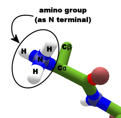 Amino | Foldit Wiki | Fandom