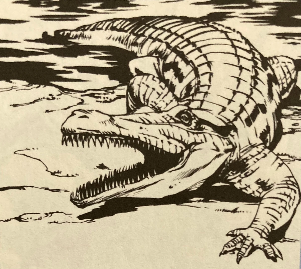 Crocodile | Forcelia Wiki | Fandom