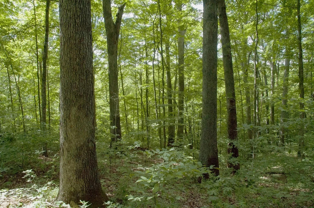 Deep Woods | Forest Survivors Mov Wiki | Fandom