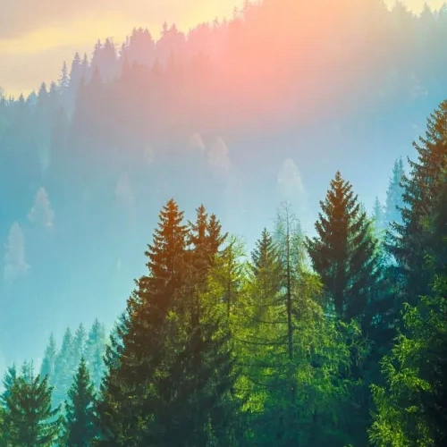 Interactive Maps | The Forest Wiki | Fandom