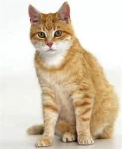 Ginger | Forest-born Wiki | Fandom