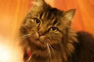 Cinnamon | Forest-born Wiki | Fandom