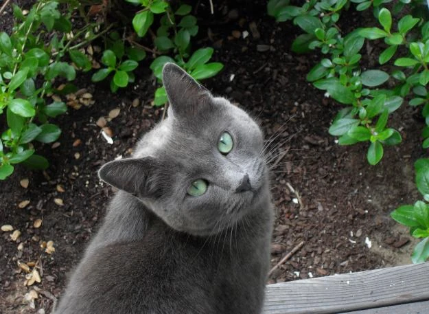 Dustpelt | Forestclan Wiki | Fandom