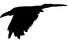 Ravenettes | Forever Knight Wiki | Fandom