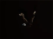 Pets | Forewarned Wiki | Fandom