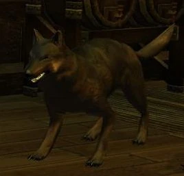 Nasher | Forgotten Realms Personae Wiki | Fandom