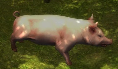 Hog | Forgotten Realms Personae Wiki | Fandom