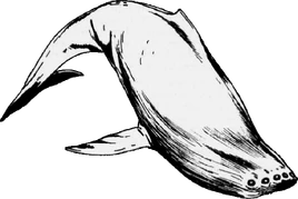 Kindori | Forgotten Realms Wiki | Fandom