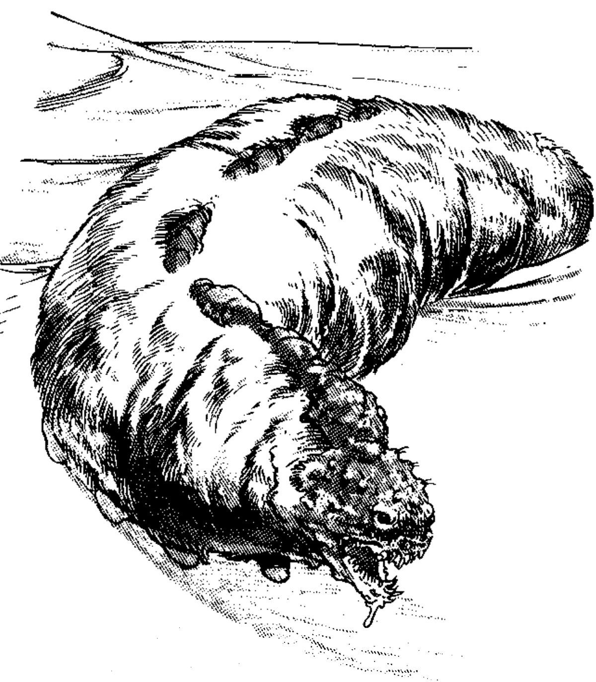 Haun | Forgotten Realms Wiki | Fandom