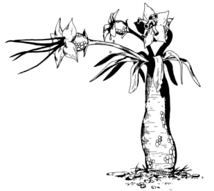 Tri-flower frond | Forgotten Realms Wiki | Fandom