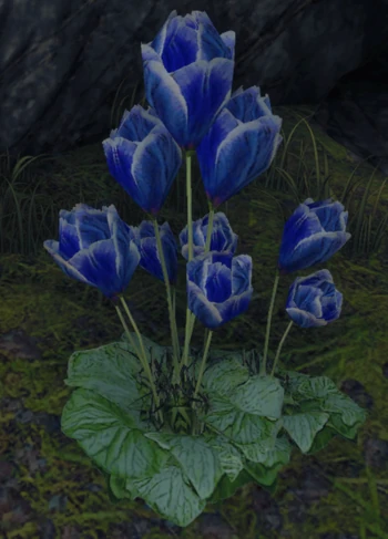 Selûne's Tear | Forgotten Realms Wiki | Fandom